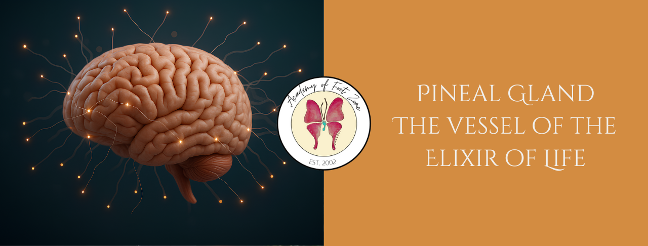 Pineal Gland- The Vessel of the Elixir of Life
