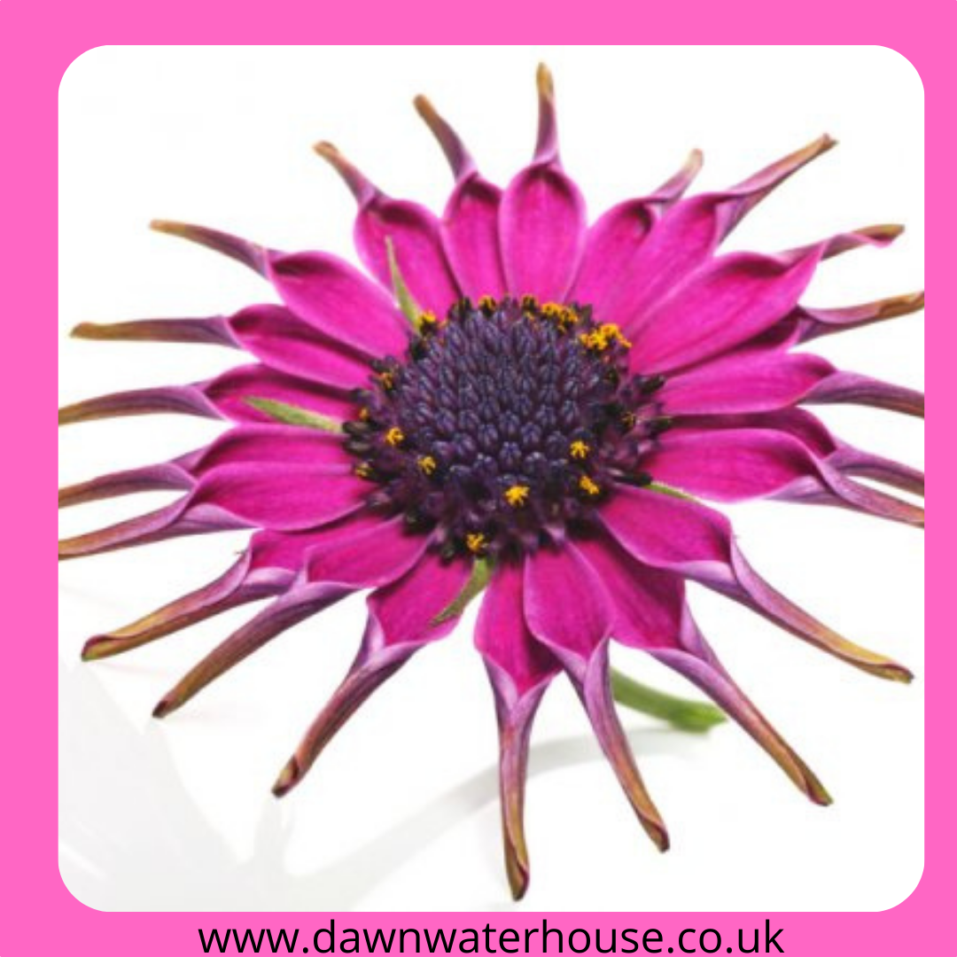 Dawn Waterhouse, Natural Health Dawn Waterhouse, Natural Health