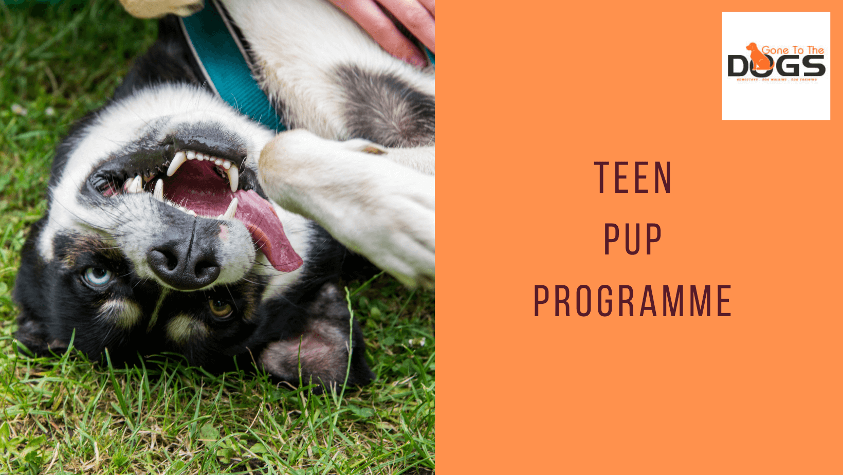 Teen Pup Programme