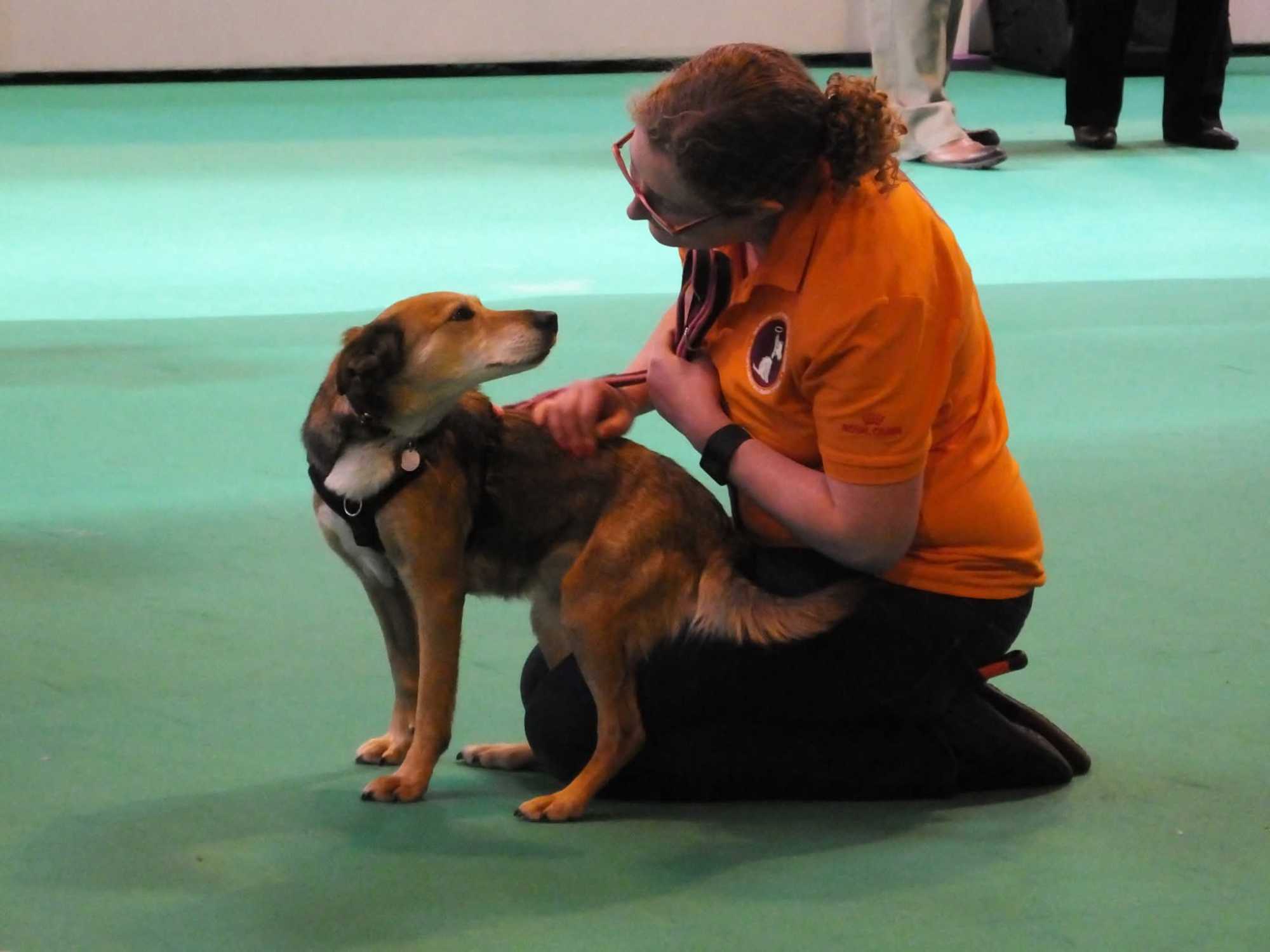 Wags Without Walks | For life beyond the daily walk