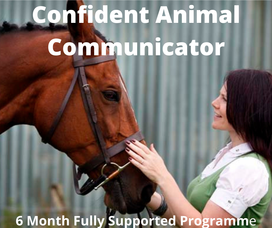 Sarah-Jane Pet Whisperer - creating Extraordinary Animal Communicators