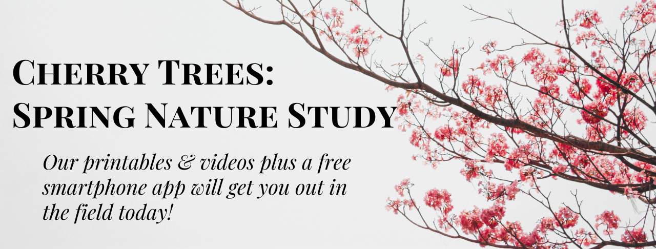 Spring Nature Study: Cherry Trees