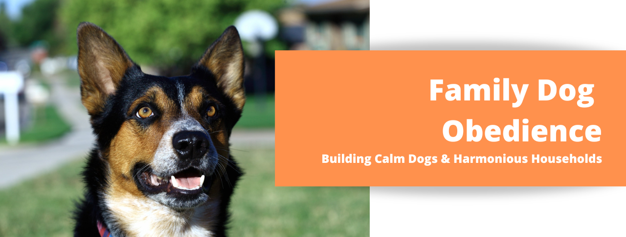 Family Dog Basic Obedience Course