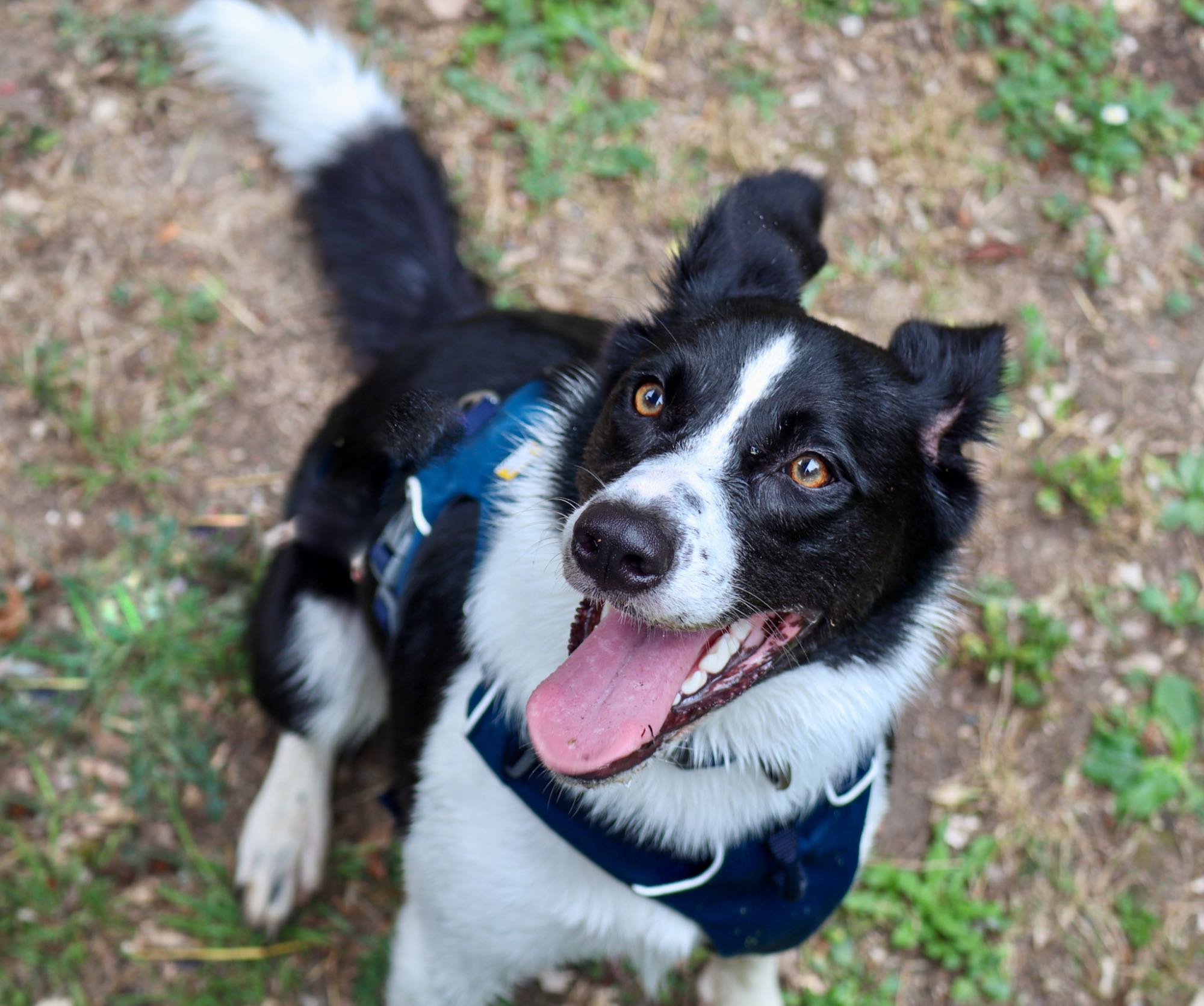 Tony the Dog Trainer - puppy classes and dog training in Hamilton.