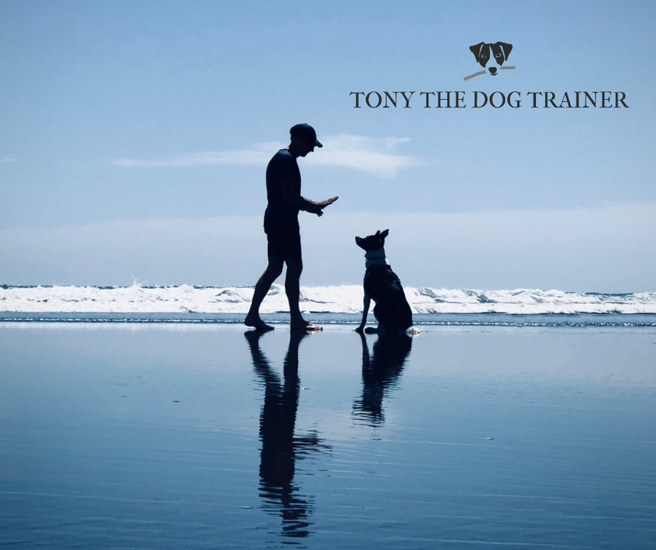 Dog Training in Hamilton