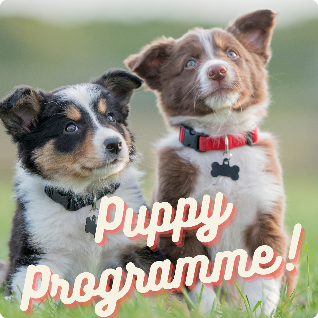 January 2025 Puppy Programme
